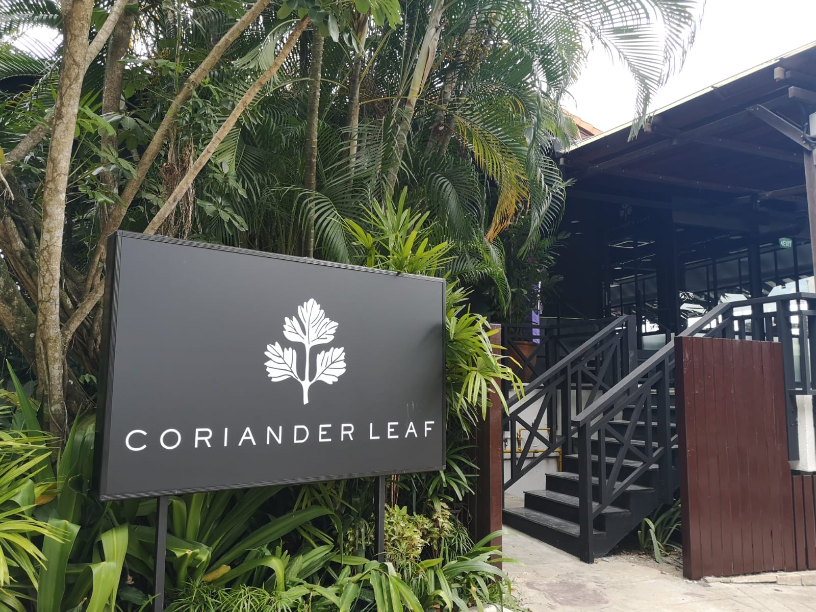 Coriander Leaf - Singapore Polo Club